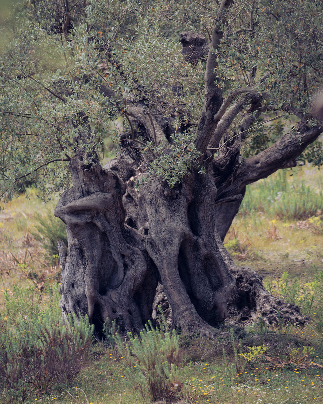 Serra de Tramuntana – Steven Erdmann